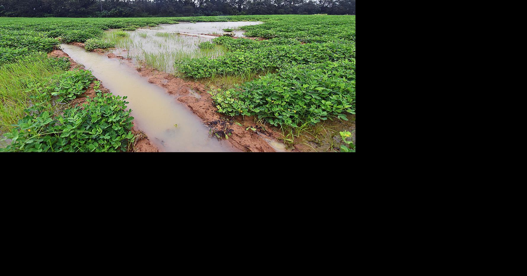 Department of Agriculture & Industries launches Hurricane Sally damage ...