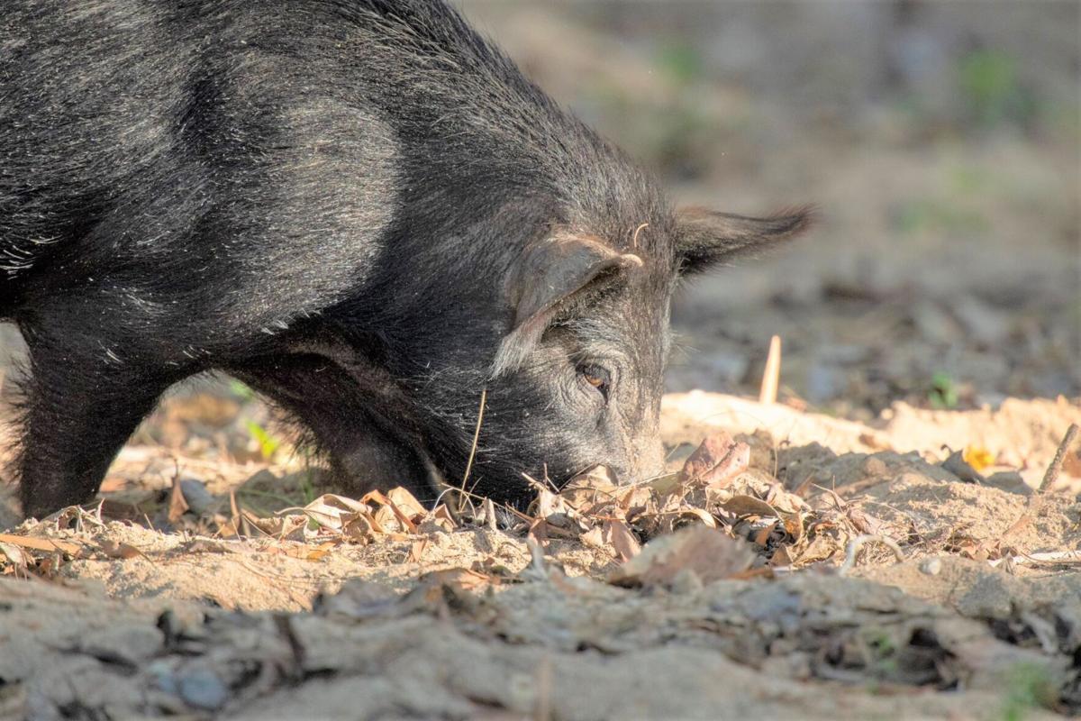 aces-wild-pig-management-tips