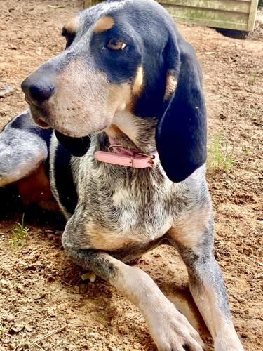 Clara Bell is SOS Pet of the Week