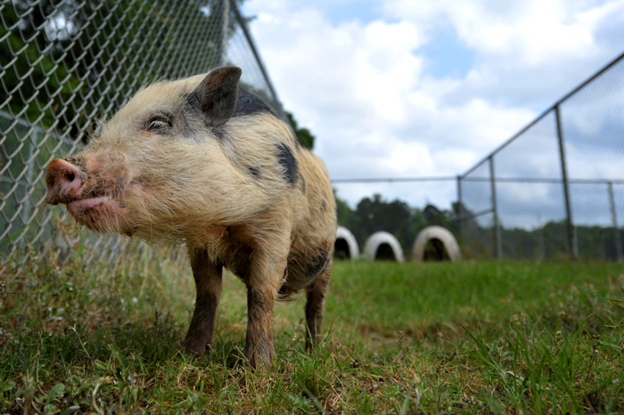 Shelter pig needs a home