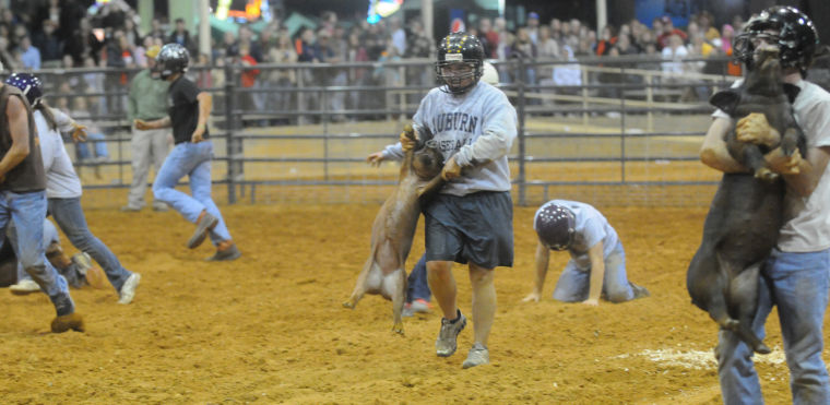 Greased pig tradition continues at Peanut Festival