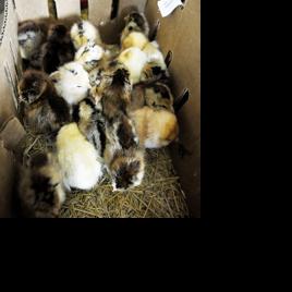 4-H Chick Chain Program
