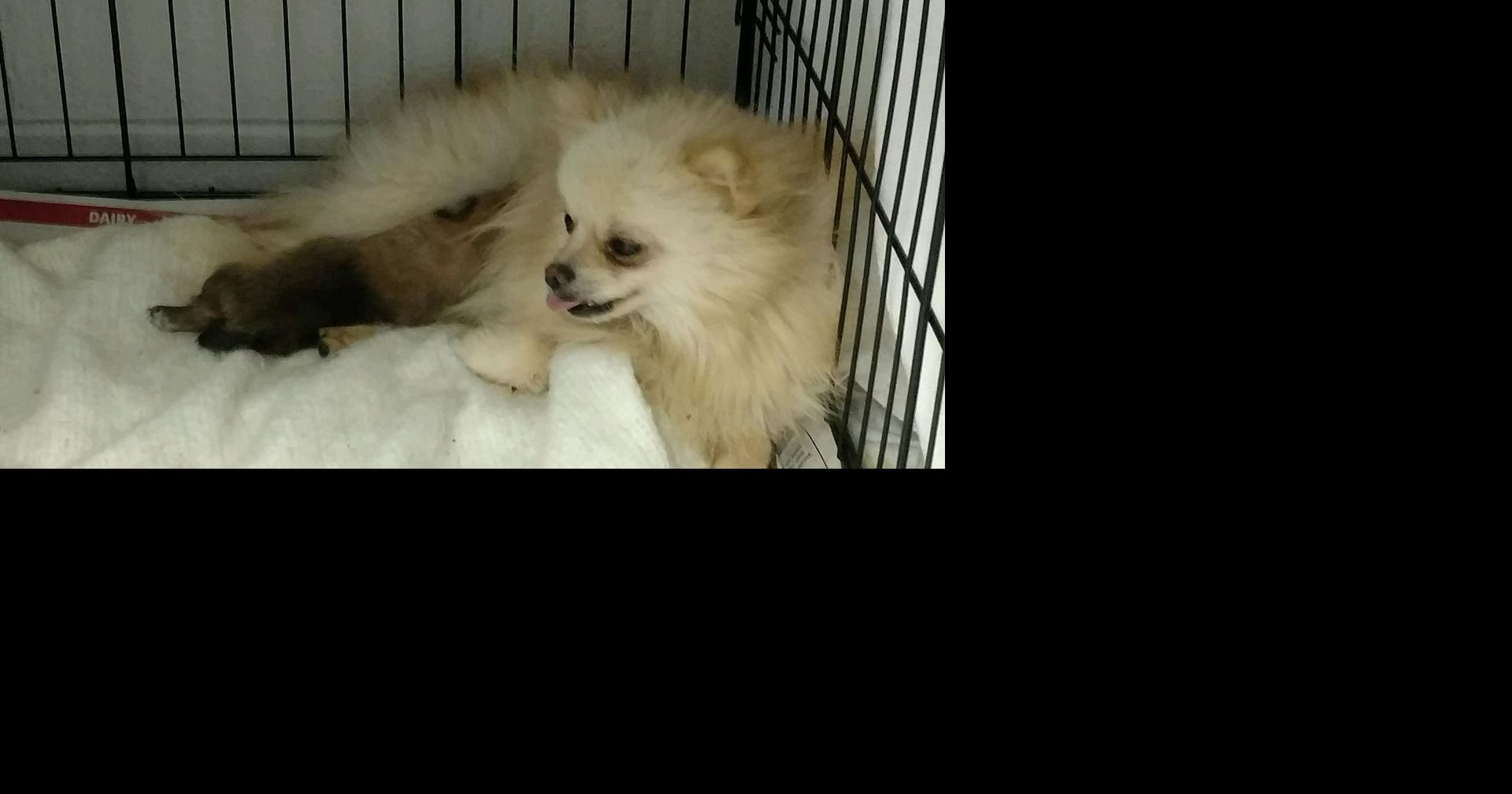 Dothan Animal Shelter director calls puppy mill conditions 'horrific'