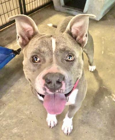 Meet the SOS Pet of the Week