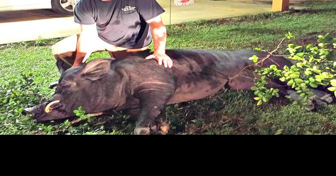 820-pound hog killed had escaped from local pen