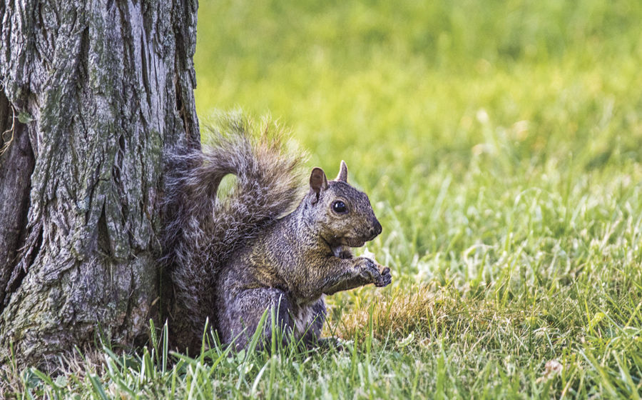 Possibly drugged “attack squirrel” retrieved during Alabama drug raid
