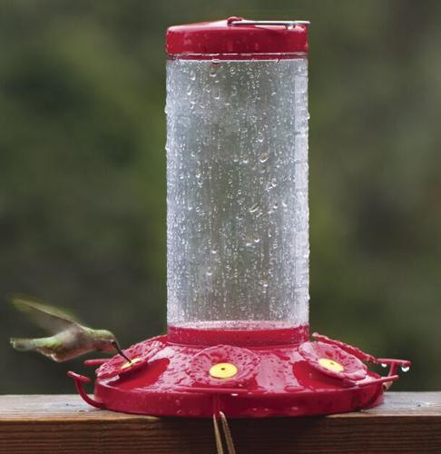 Happy Hummers: Feeding hummingbirds in Alabama
