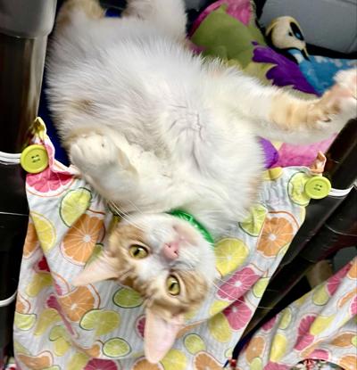 CJ is the SOS Pet of the Week