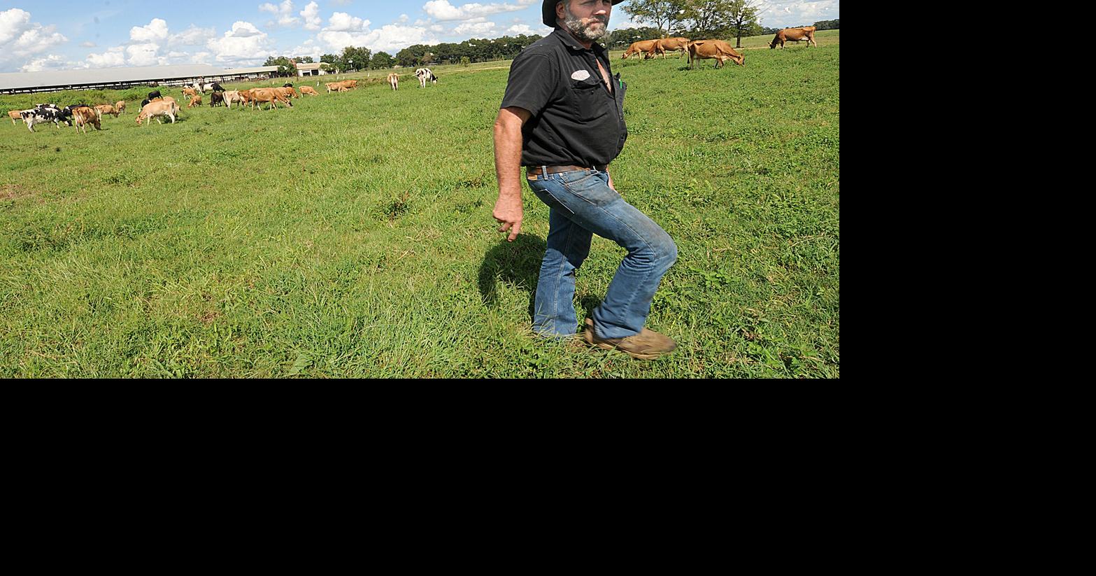 Working Cows Dairy receives animal welfare certification