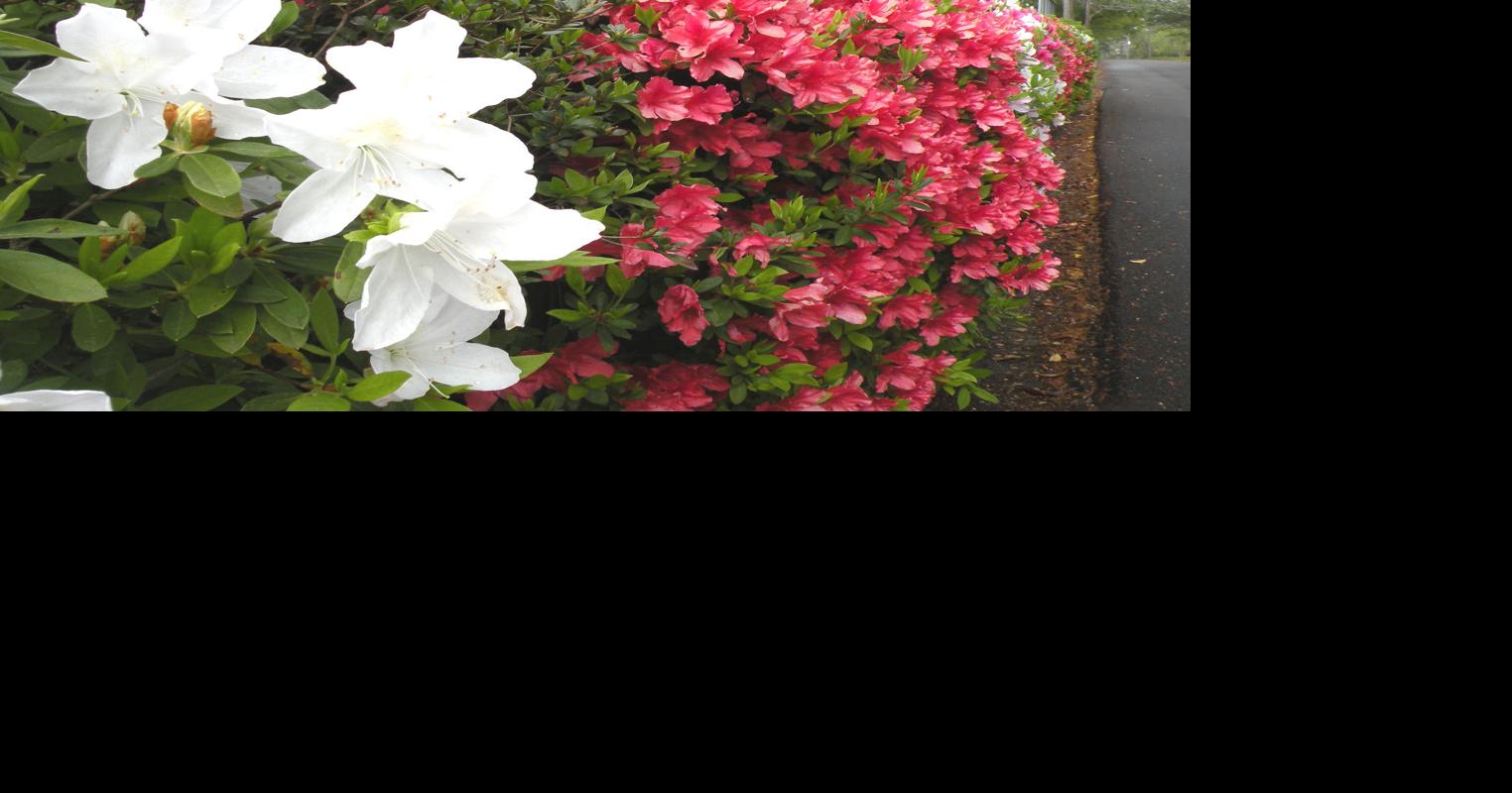 Azaleas hit their stride