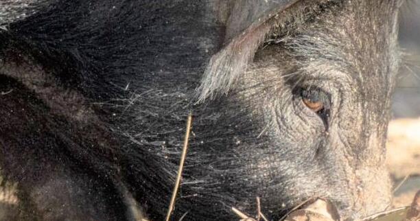 aces-wild-pig-management-tips