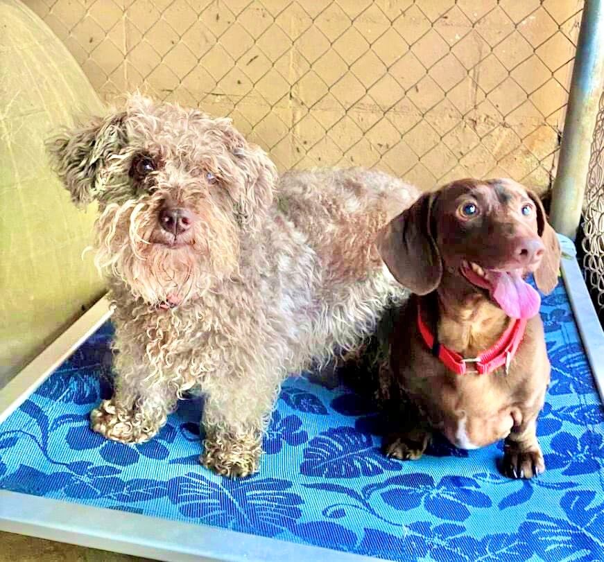 Woodrow, Mogie are SOS Shelter Pets of the Week