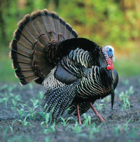 Alabama turkey hunters have new rule to follow this season