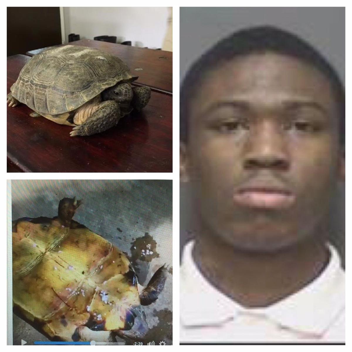 Turtle set on fire live on Facebook, Dothan man charged