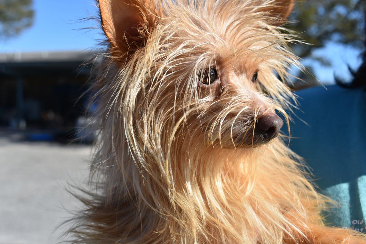 Rescue Keeps Special Needs Dog Active Wheels Or No Wheels Local rescue-keeps-special-needs-dog-active-wheels-or-no-wheels-local