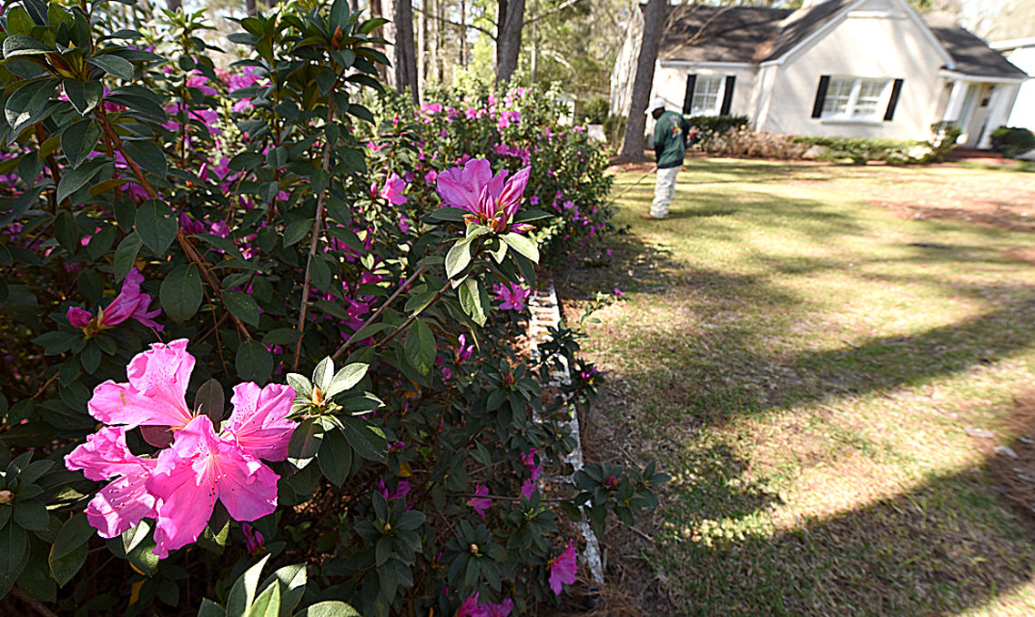 Azalea Dogwood trail set for Sunday; pageant canceled due to lack of ...