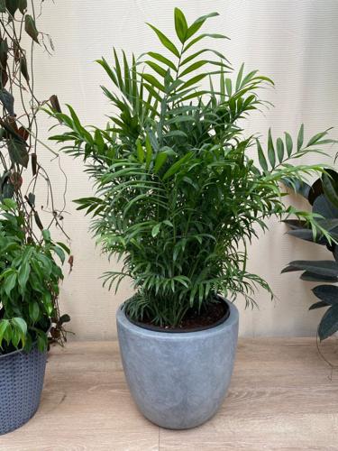 4. Chamaedorea elegans (aka parlor palm)