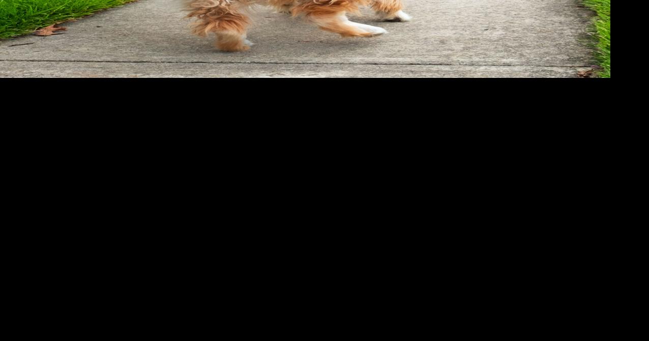 USPS Dog Bite Awareness Week is underway