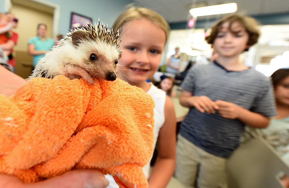 Meet Russell the Hedgehog, the Dothan library's new pet