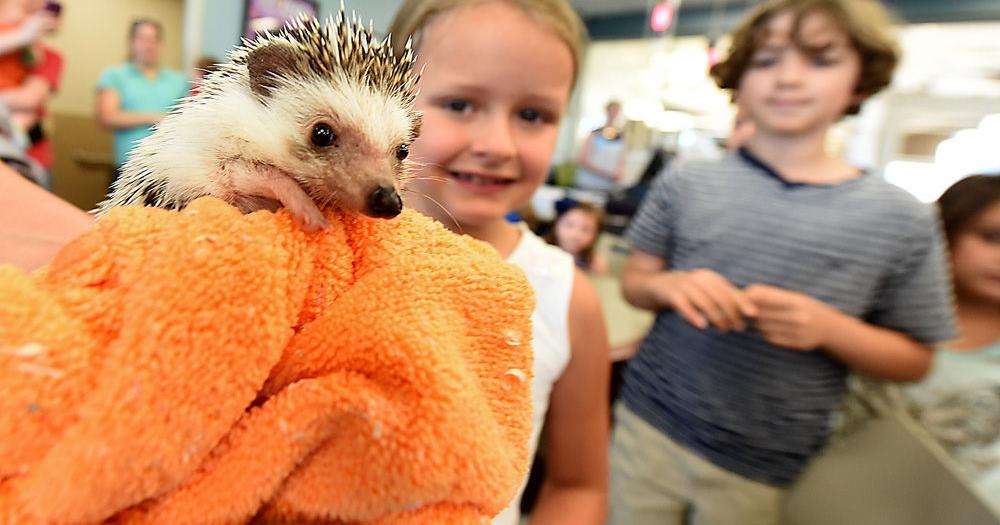 Meet Russell the Hedgehog, the Dothan library's new pet