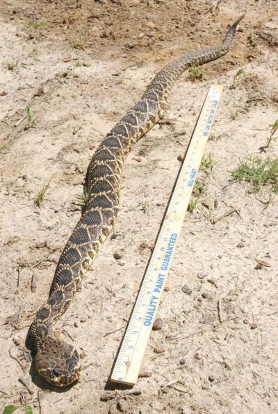 As spring arrives, so do the snakes