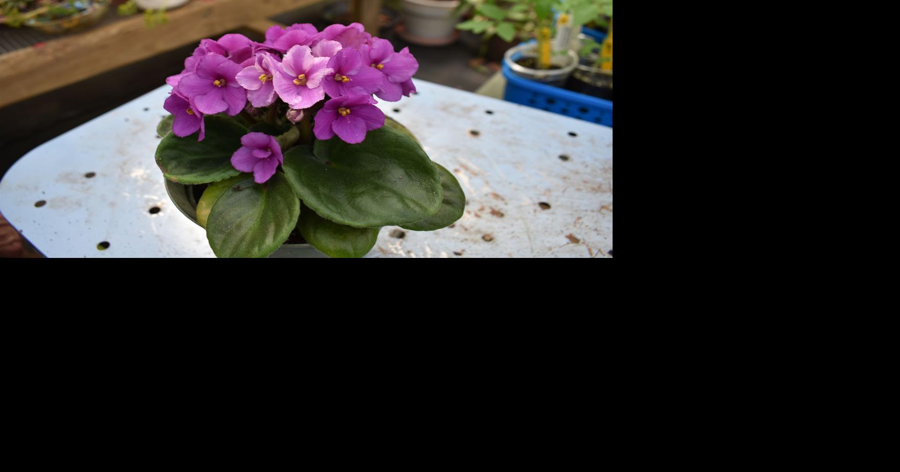 2019 Wiregrass Master Gardeners spring plant sale