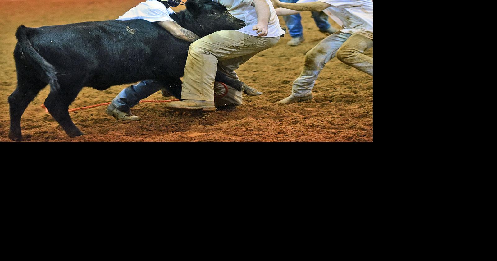 National Peanut Festival calf scramble and greased pig contest