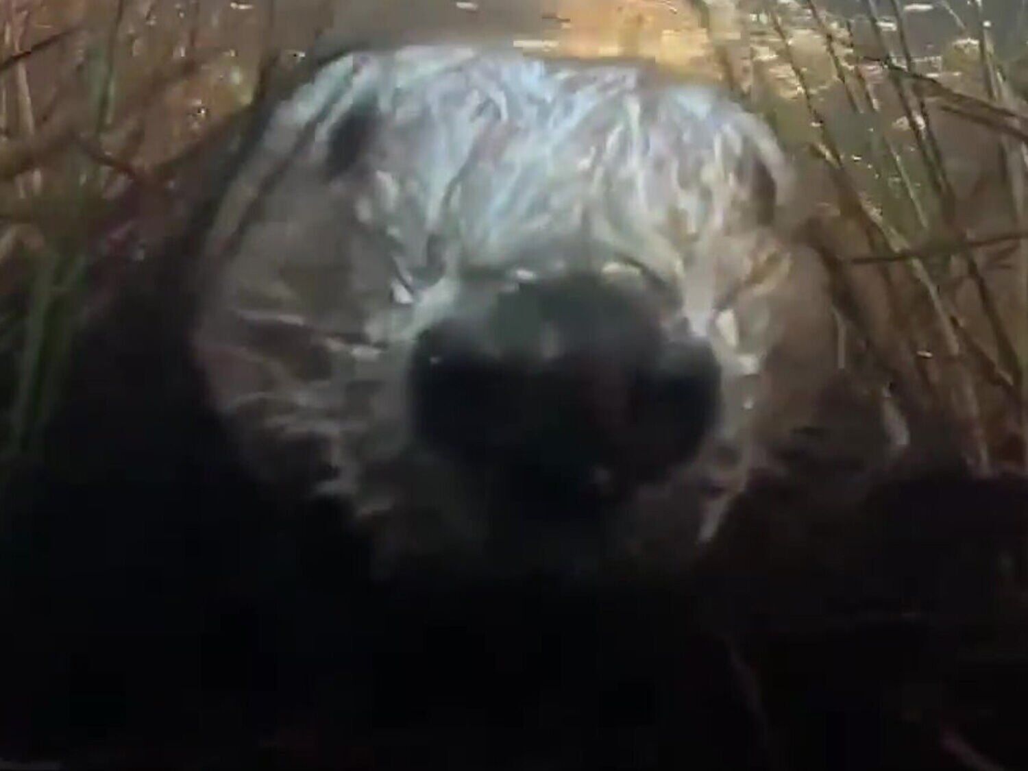 Underwater camera captures beaver ‘selfie’ | National ...