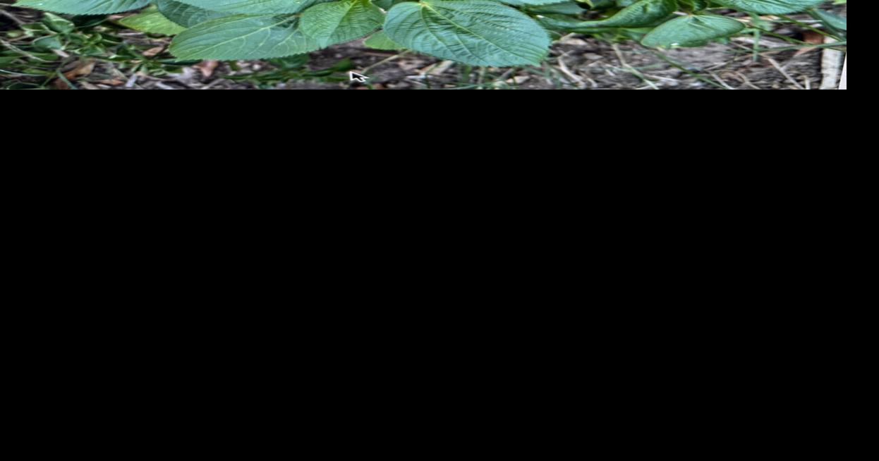 Master Gardner: Copperleaf, a galloping weed | Douglasville Sentinel ...