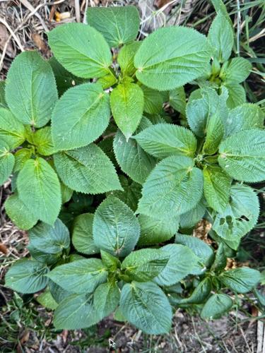 Master Gardner: Copperleaf, a galloping weed | Douglasville Sentinel ...