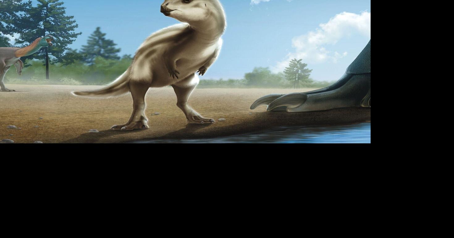 Adorable baby dinosaur so cute it’s named after Korean cartoon ...