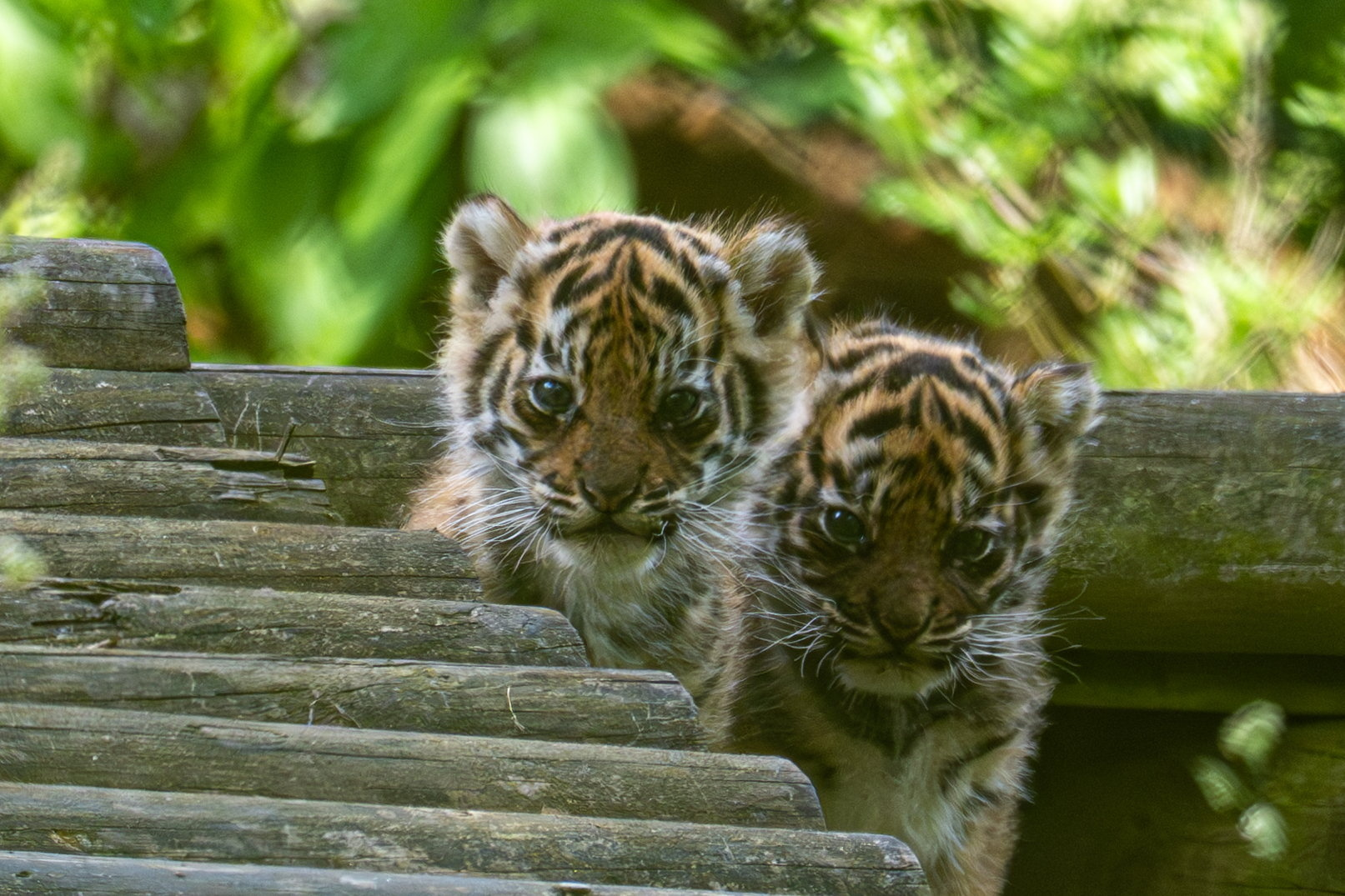 Birth of endangered tiger cubs huge win for conservation | National ...