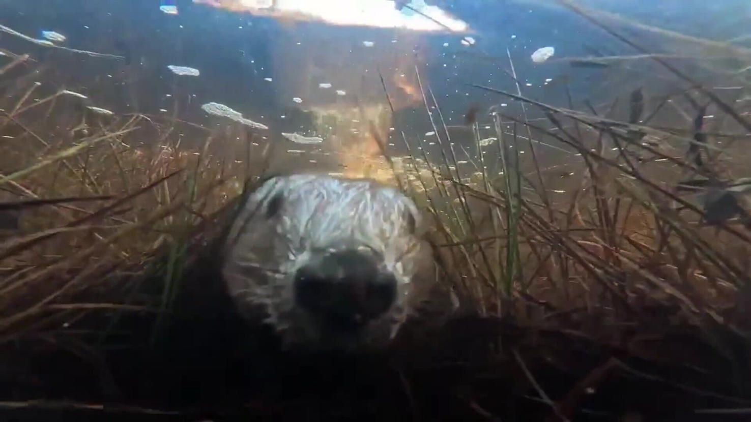 Underwater camera captures beaver ‘selfie’ | National ...