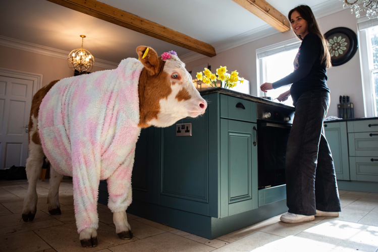 Woman shares home with TikTok famous cow | National ...