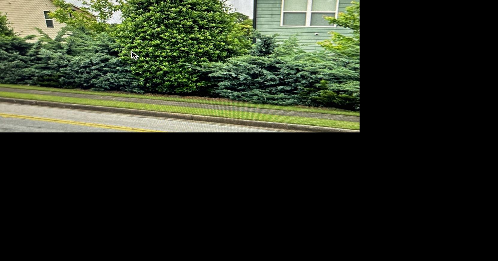 MASTER GARDNER: The importance of hedges in Georgia | Douglasville ...