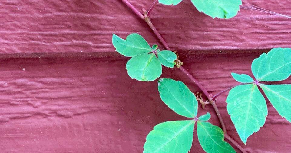 Ask A Master Gardner: How to spot poison ivy | Douglasville Sentinel ...