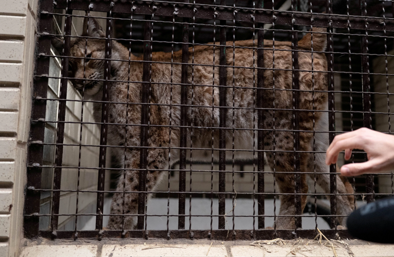 Animal sanctuary races to rescue lynx from war-torn Ukraine | National ...