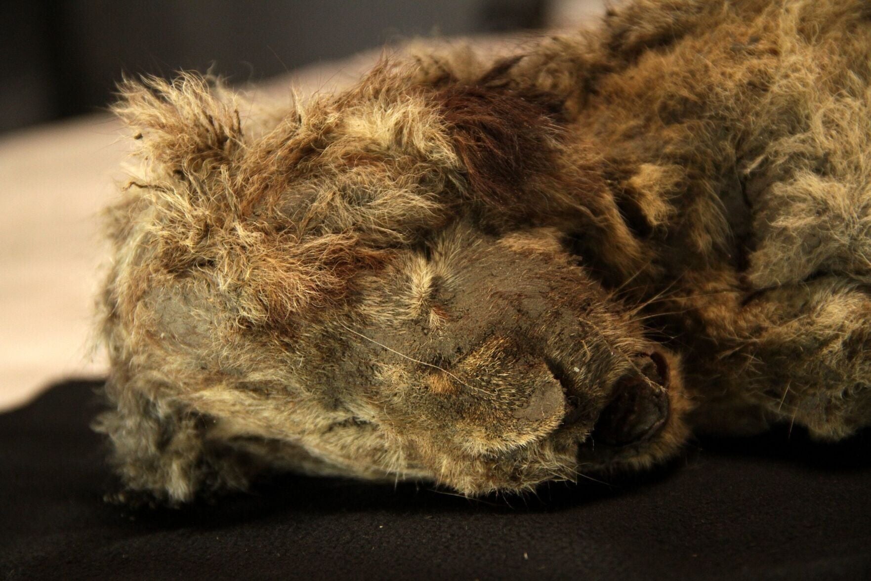 Study reveals extinct lion species interbred with its modern cousins ...