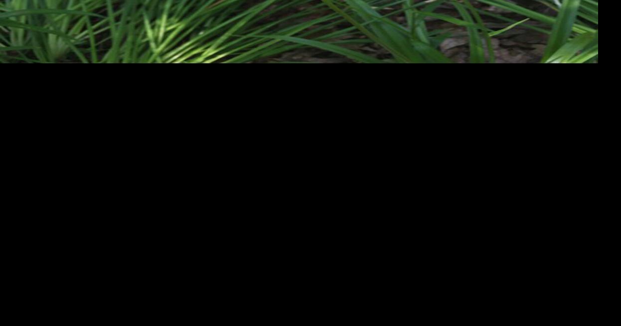 DCMG: Stagger grass — AKA fly poison | Community ...