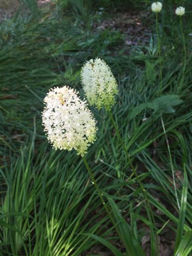 DCMG: Stagger grass — AKA fly poison | Community ...