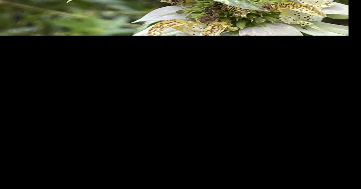 Spotted bee balm, a pollinator magnet | Archives | douglascountysentinel.com