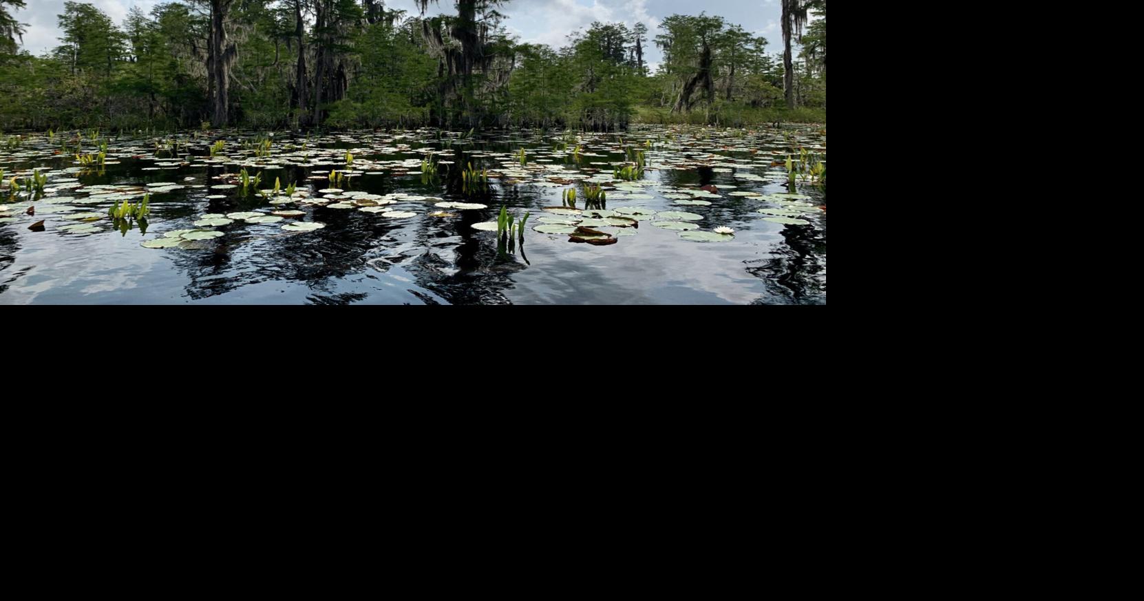 Georgia lawmakers slogged through bipartisan attempts to protect ...