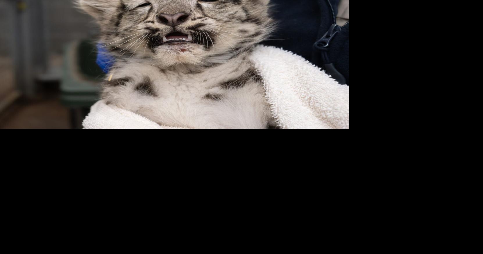 Snow leopard cubs take their best shots | National ...