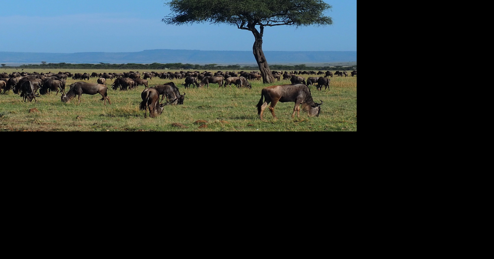 Why wildebeest migration shrunk by 90% in Kenya | National ...