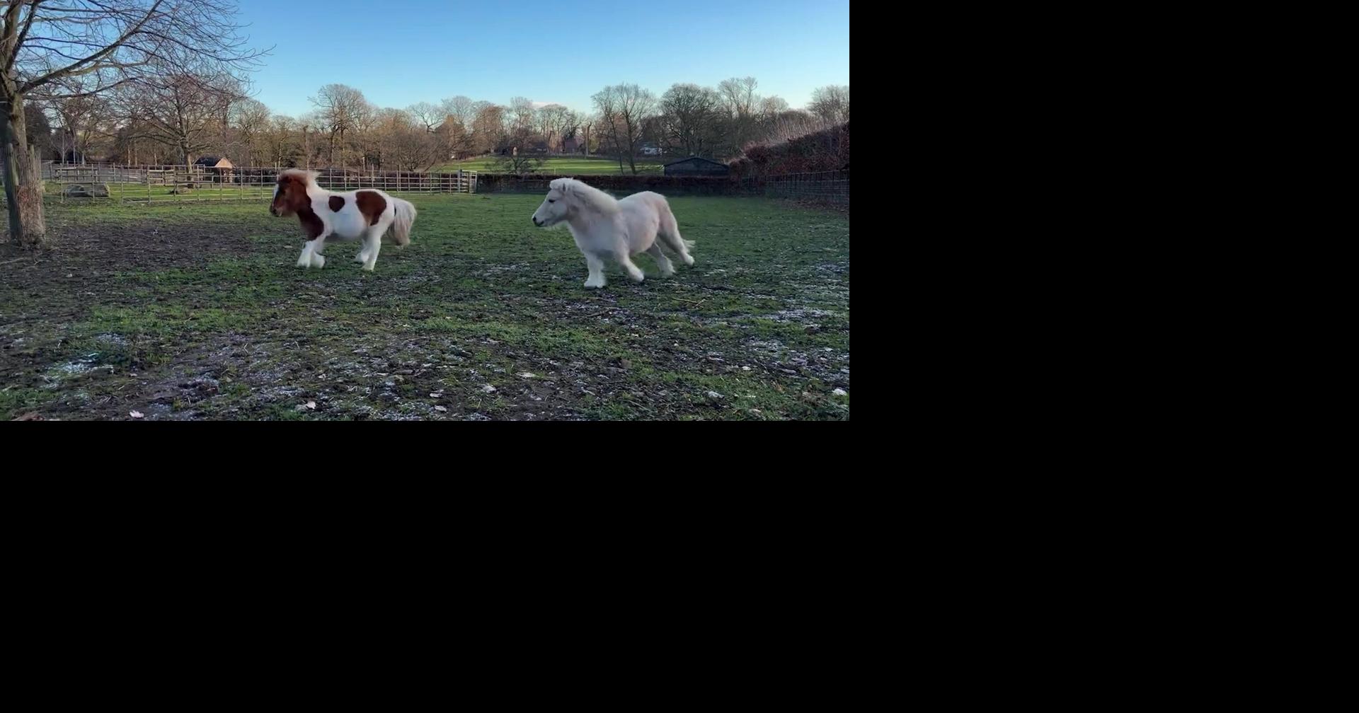 Two tiny ponies frolicking around a field | National ...