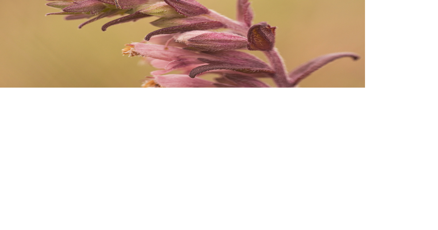 Rare bee species reappears in biodiversity win | National ...