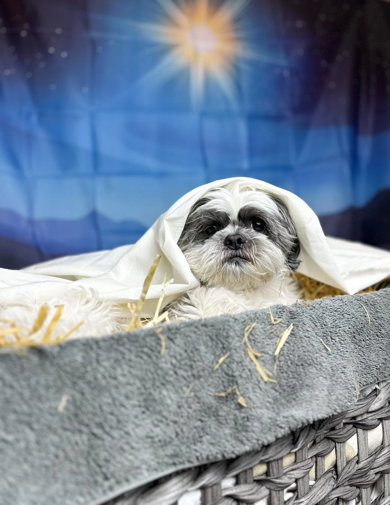 Dogs dress up as Nativity characters for third year in a row | National ...