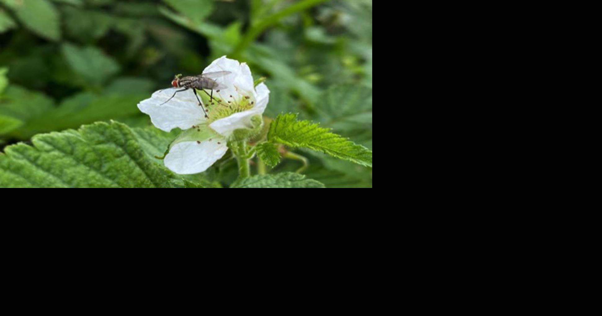Flies: The unsung heroes of pollination | Archives | douglascountysentinel.com