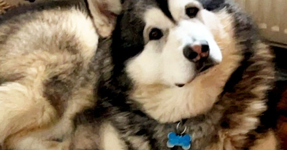 Pet dog so big people think it’s a wolf | National ...