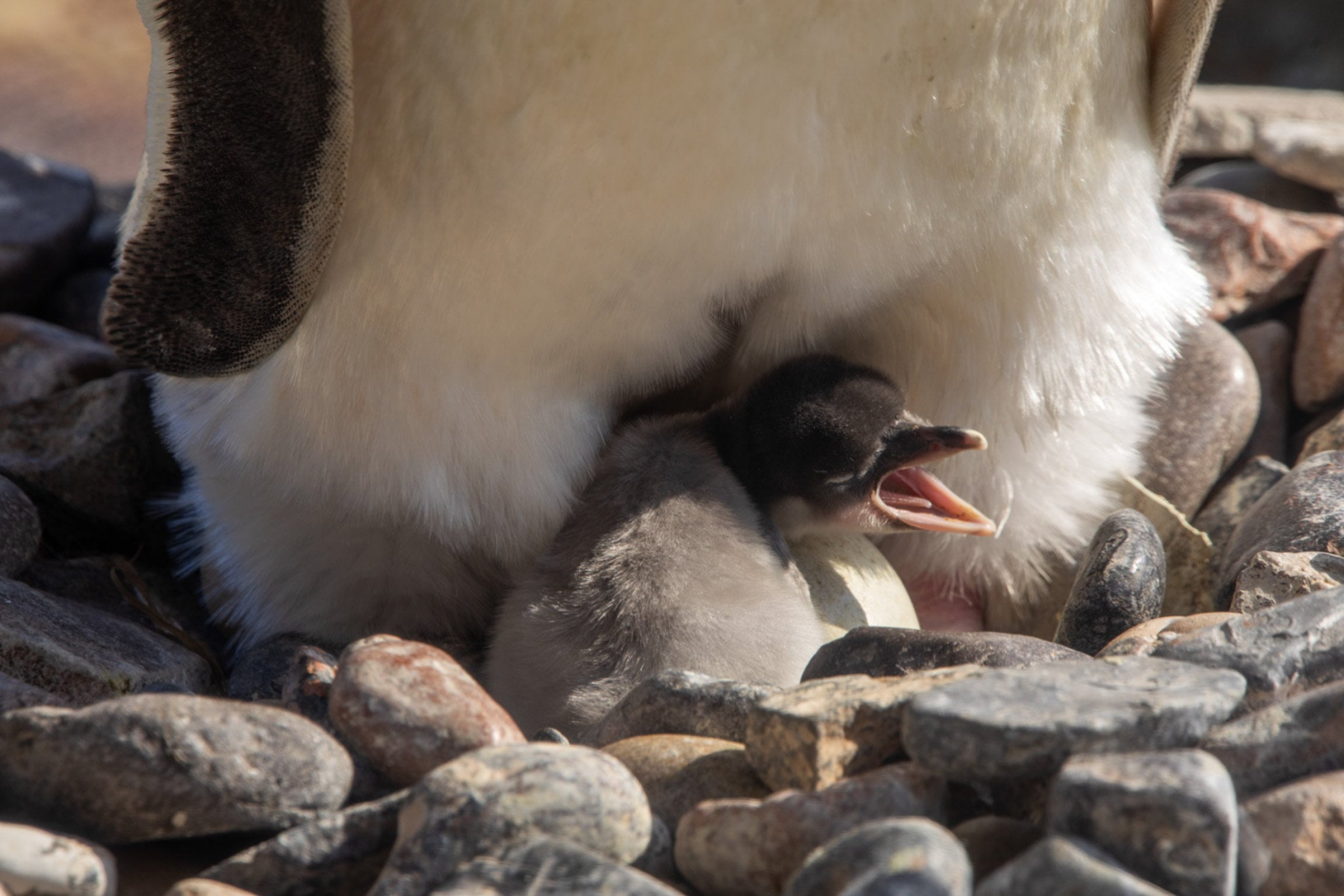 Newly hatched penguins weigh less than chocolate bars | National ...